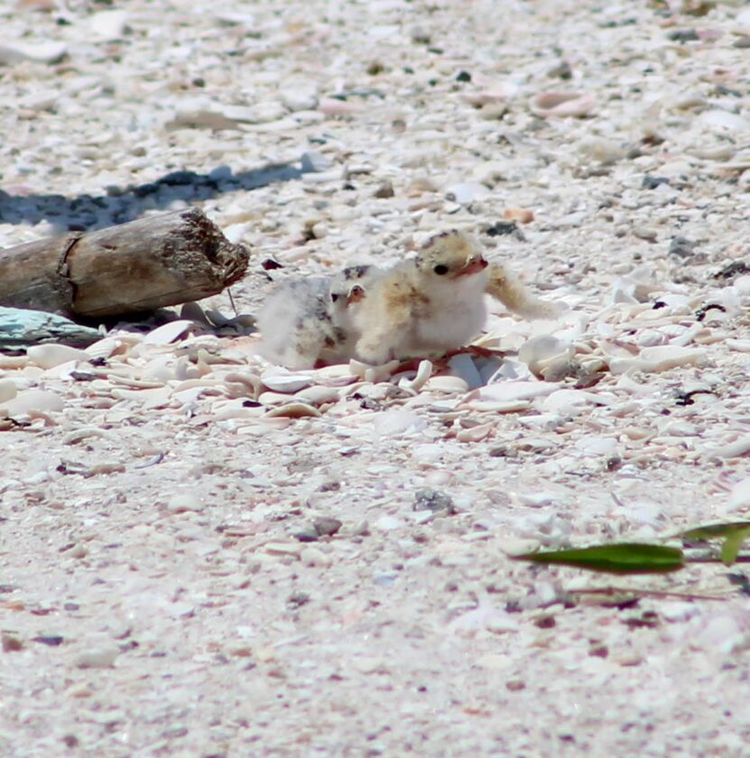 Volunteers needed to protect chicks - SANIBEL-CAPTIVA - Island Reporter ...